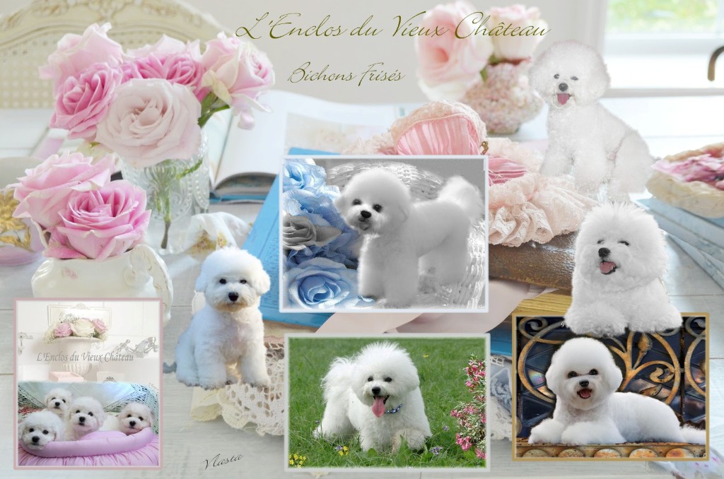 Achat bichon, vente chiots bichon LOF,Chien Bichon Frisé,Elevage ... Achat bichon, vente chiots bichon LOF,Chien Bichon Frisé,Elevage ...